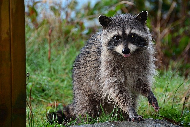 Raccoon Removal & Control | Critter Control of Southern Maine